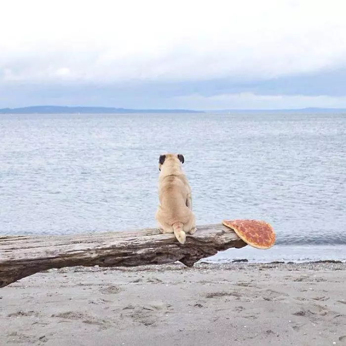 Larawan 14 - Sa paligid ng Thetest Paglalakbay Pug.