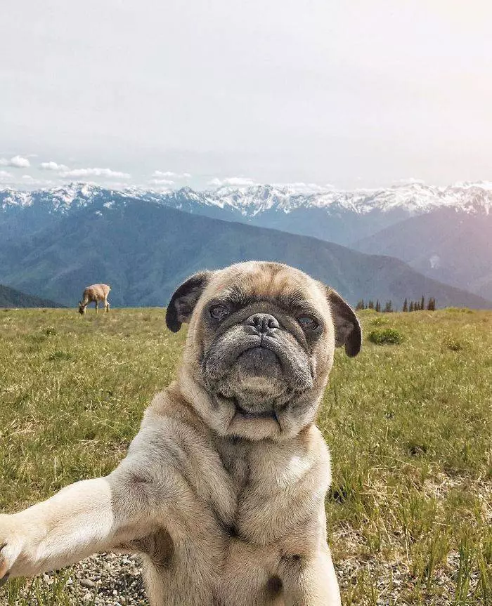 Ifoto 3 - I-pug ye-pug