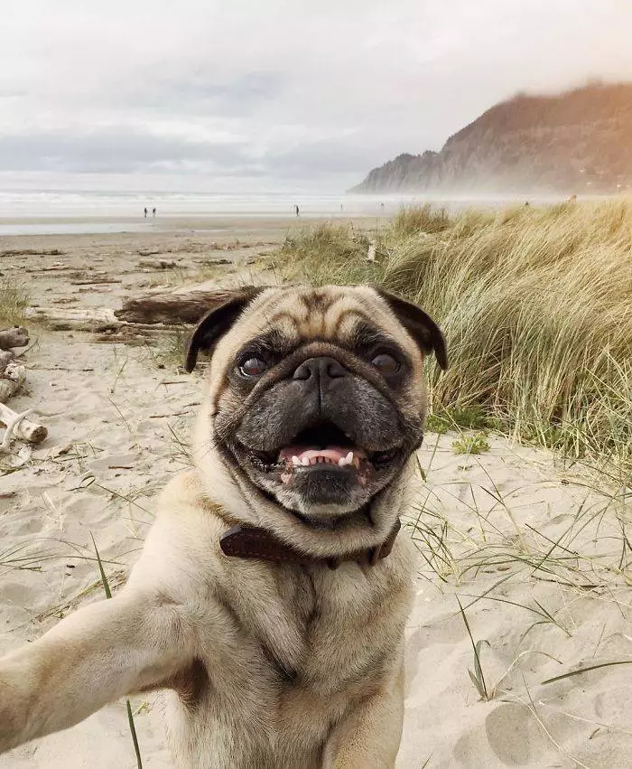 Ifoto 6-I-pug ye-monoplar yokuhamba