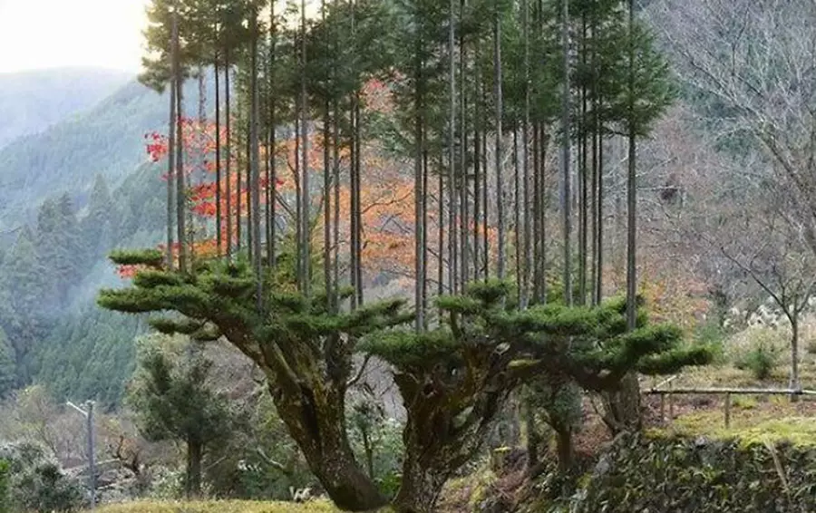 Yaponiyadan 12 vay fotoları