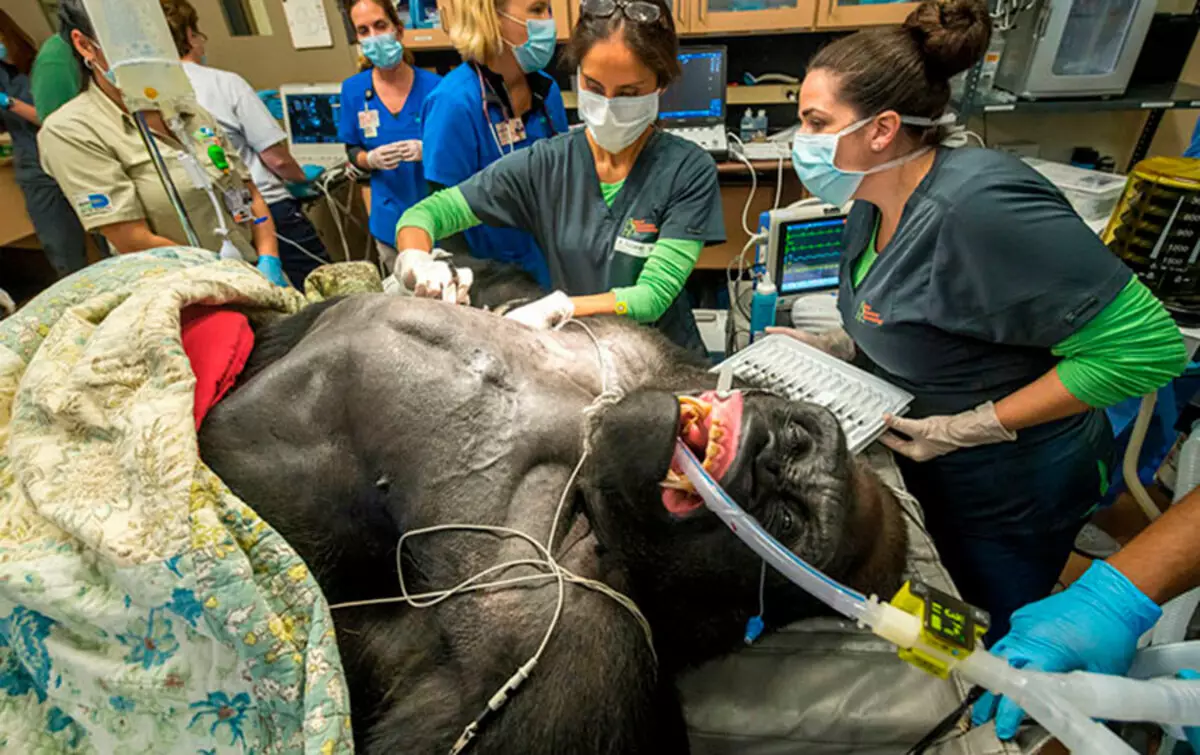 14 Fotos increíbles que muestran la vida lo que no lo has visto.