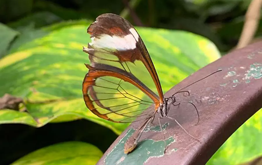 14 Fotos increíbles que muestran la vida lo que no lo has visto.