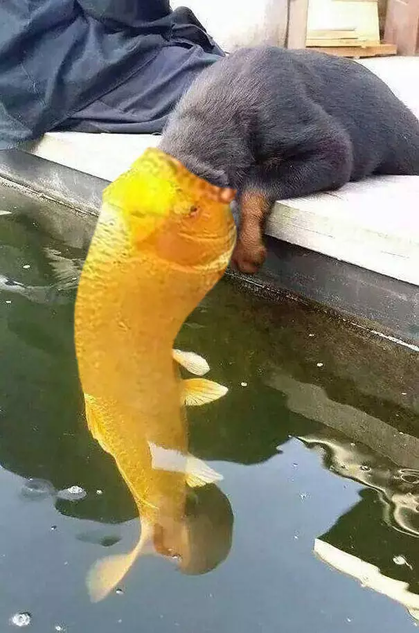 Ảnh 7 - Puppy Kissing Fish nổi tiếng với toàn bộ internet