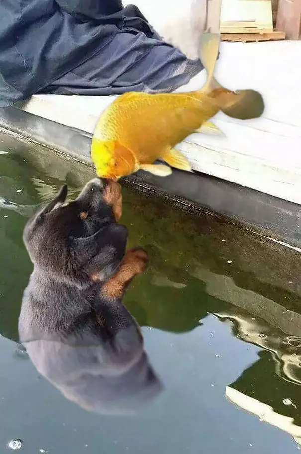 Zdjęcie 8 - Puppy Kissing Fish stał się znany przez cały Internet