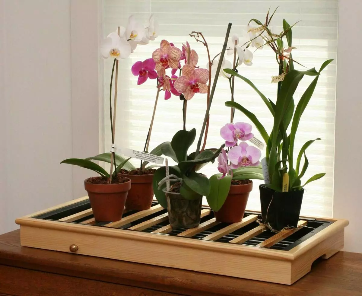 Thús Orchidee