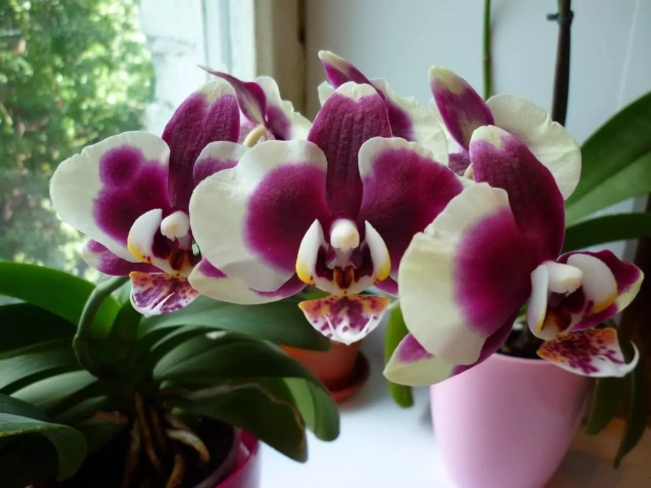 Orchidee op 'e rút