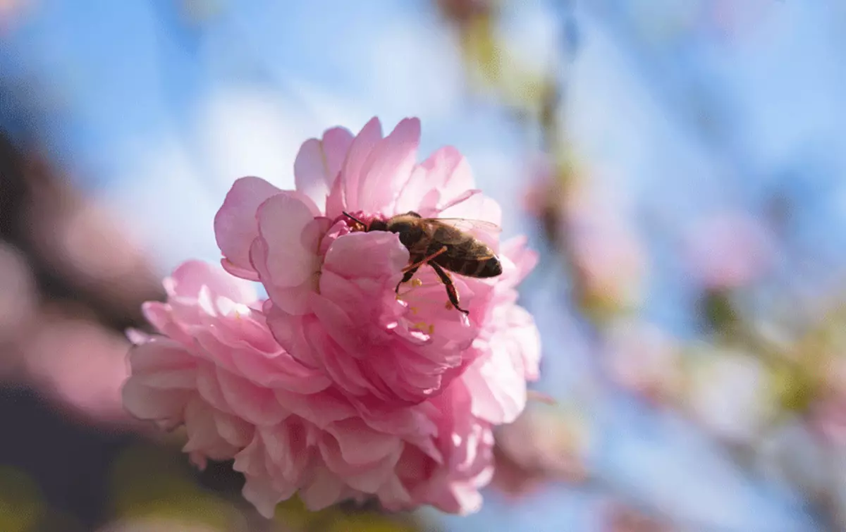 10 regole del florist che aiuteranno a scegliere un bouquet