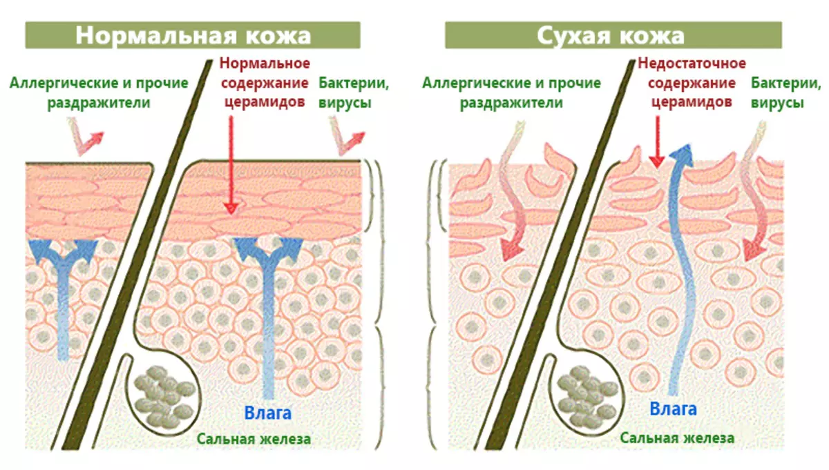 Coramides ໃນເຄື່ອງສໍາອາງ: ມັນແມ່ນຫຍັງ, ຄຸນສົມບັດແລະຜິວຫນັງ