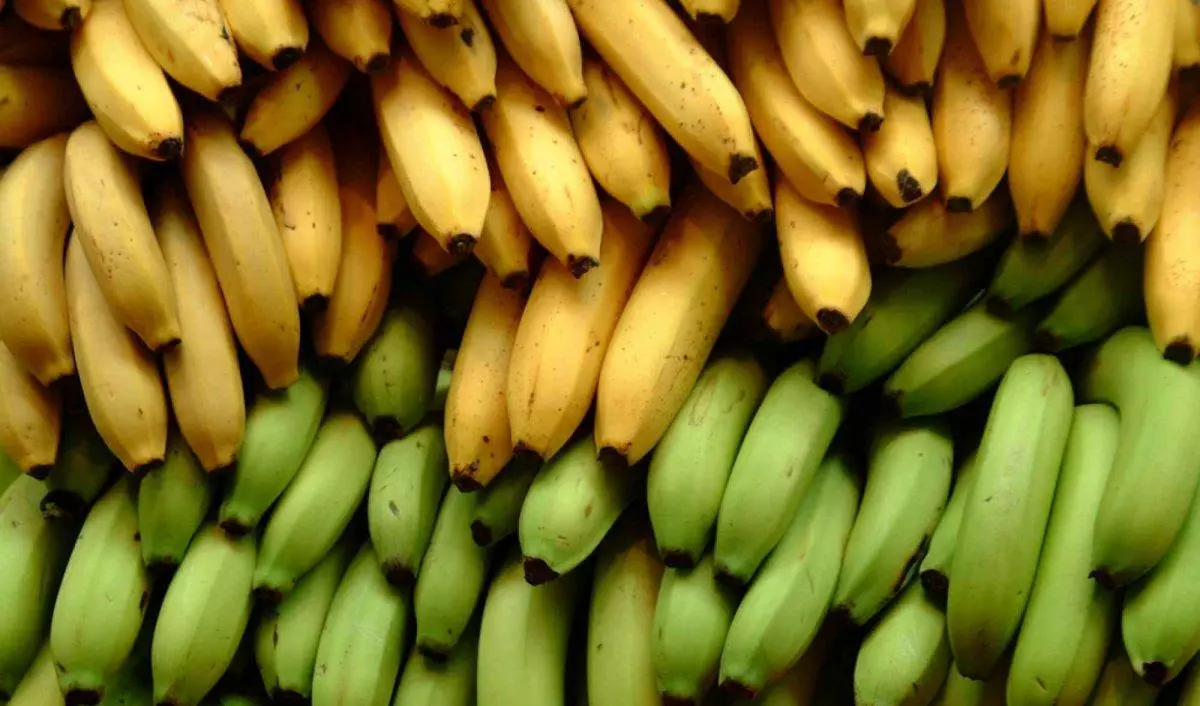 10 belangrijkste feiten over bananen uit Roskontrol