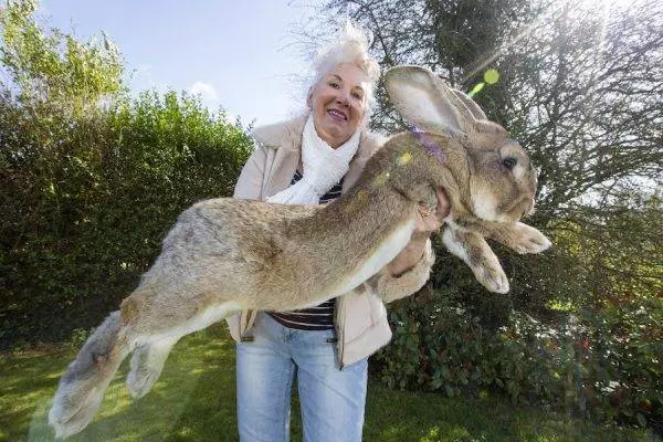 ** Please Note Online Embargo Until 00:01 6/4/15 ** - (Pictured: Annette with Jeff The Rabbit) The Worlds Biggest Bunny Rabbit Has Got Competition for His Heavyweight Title This Easter Thanks to His Son. Giant Rabbit, Darius, Who Measures Over Four Feet Long And WEIGHS IN AT A WHOPING THREE AND A HALF STONE, IS Officially The Worlds Biggest Rabbit. But This Easter His Title Is Being Contended by His Son Jeff, Who Has Grown Almost As Big, Measuring Three Foot Eight Inches Long.