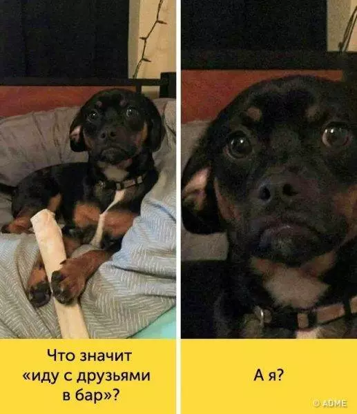 Fotoğraf 3 - 15 Her köpekde harika bir aktörün yaşadığı kanıtlar