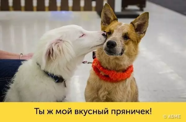 Fotoğraf 9 - 15 Her köpekde harika bir aktörün yaşadığı kanıt