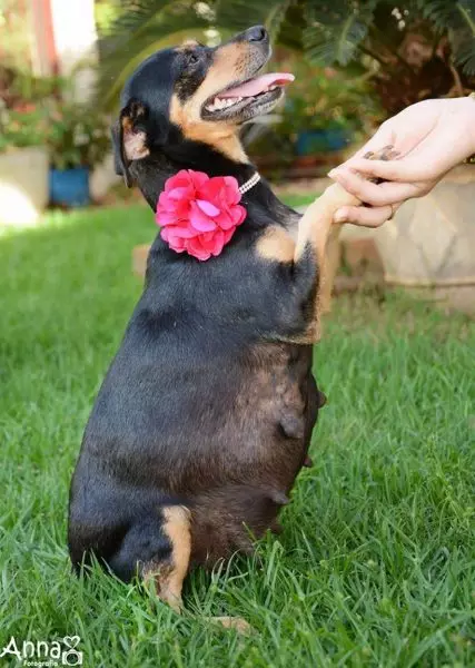 写真2 - この犬は妊娠中の写真撮影を食べる