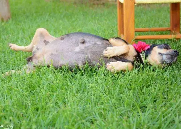 写真6 - この犬はすべての妊娠中の写真撮影を食べた